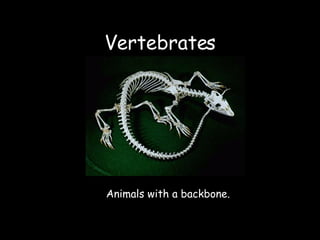 Classification o animals | PPT