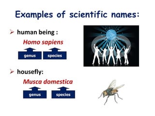 Classification | PPTX