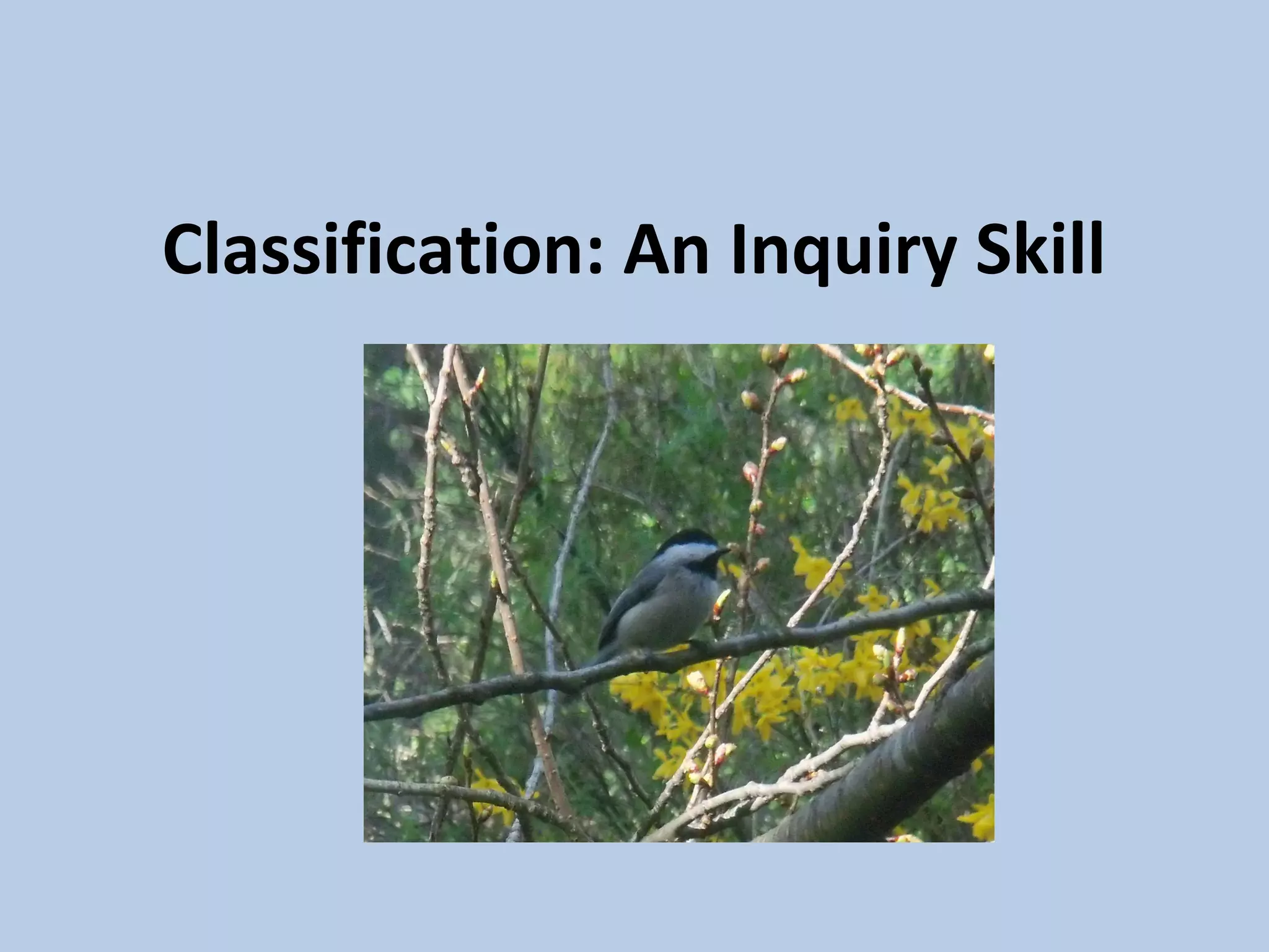 Classification | PPT