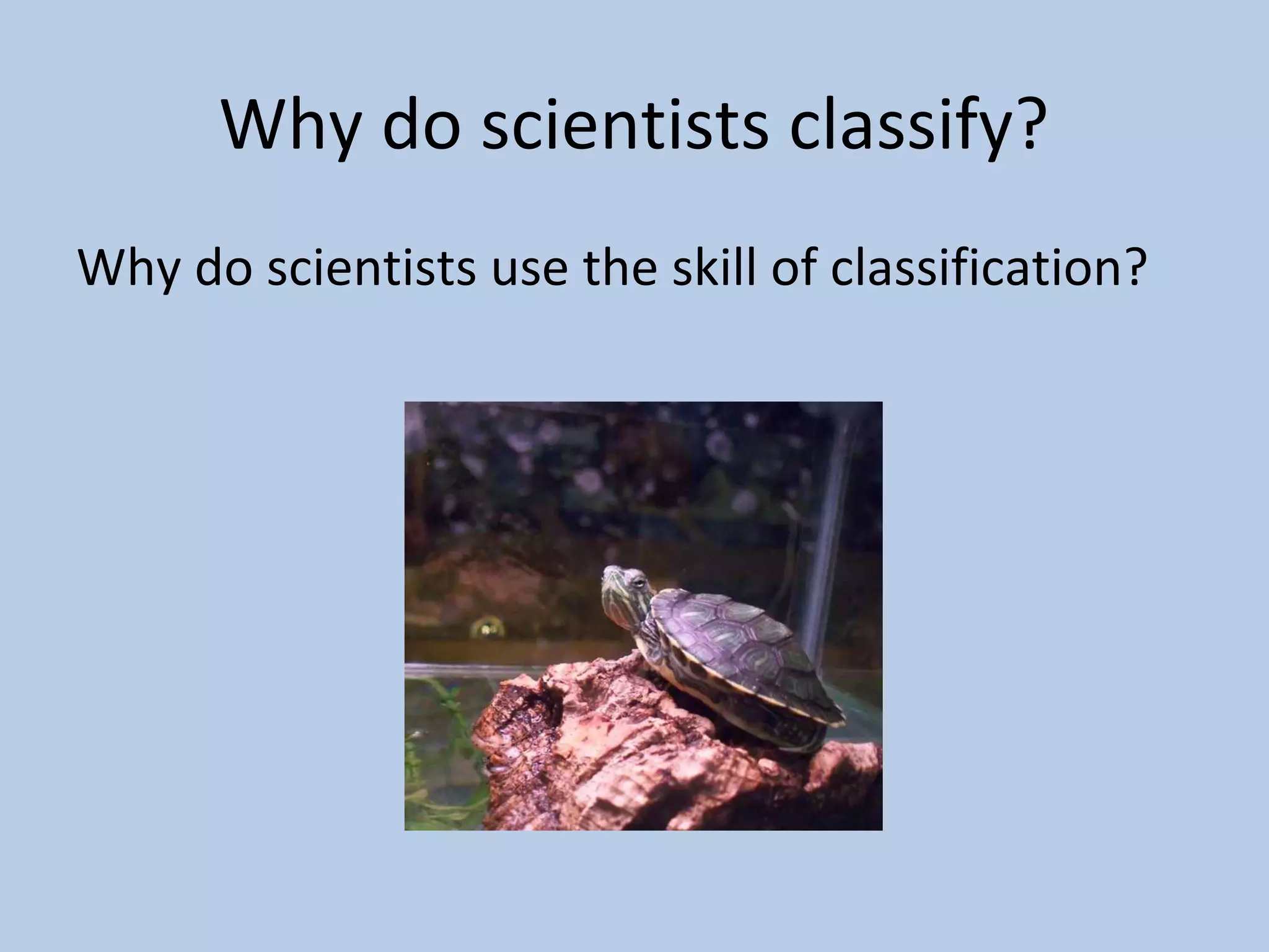 Classification | PPT