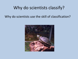 Classification | PPT