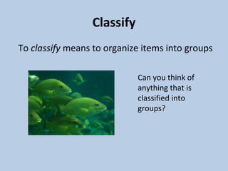 Classification | PPT