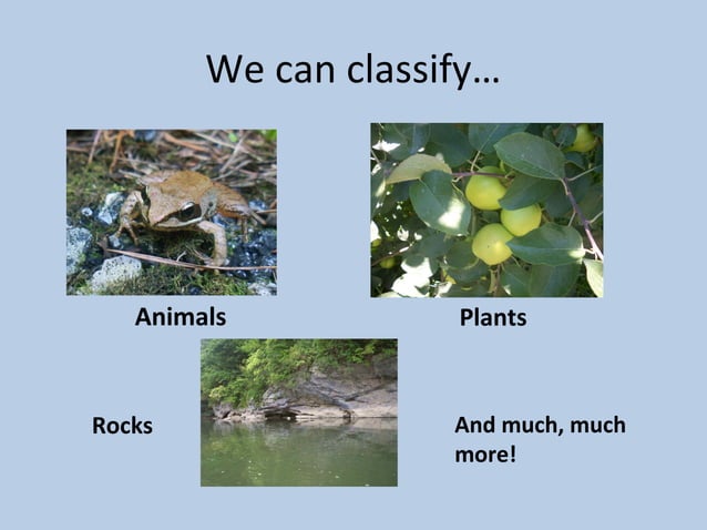 Classification | PPT