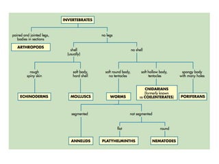 Classification | PPT