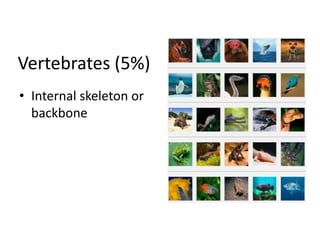 Classification | PPT