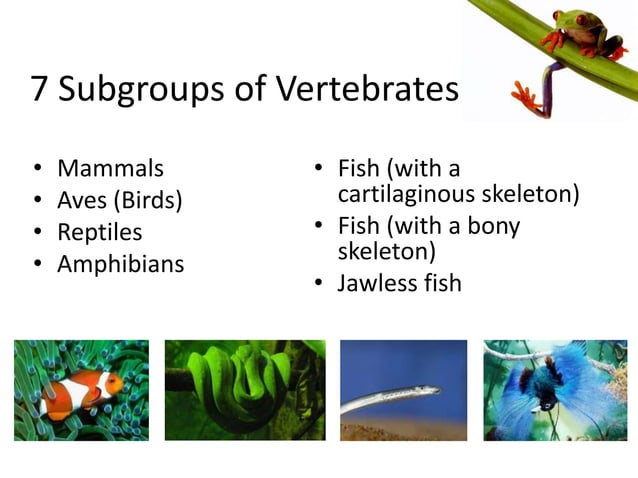 Classification | PPT