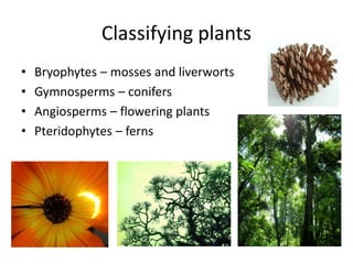 Classification | PPT