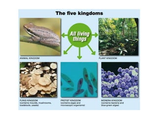 Classification | PPT