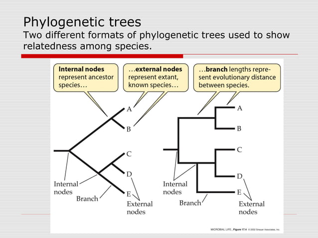 Classification of Enterobacteriaceae family | PPT | Biological Sciences ...