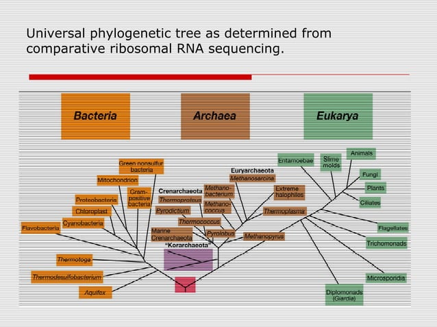 Classification of Enterobacteriaceae family | PPT | Biological Sciences ...