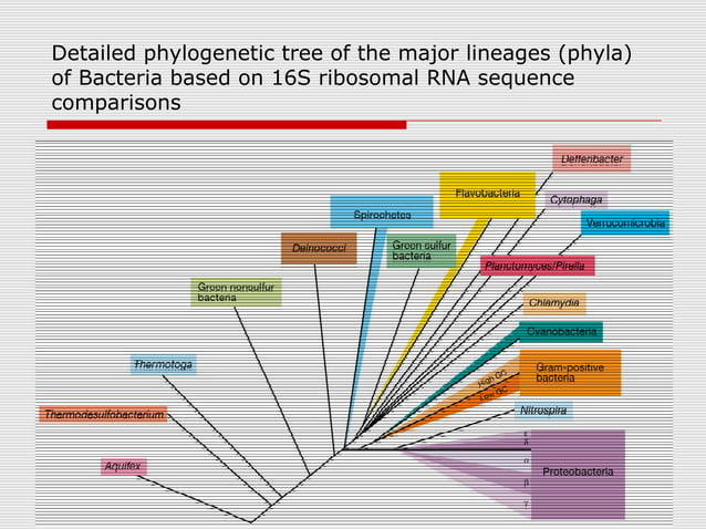 Classification of Enterobacteriaceae family | PPT | Biological Sciences ...