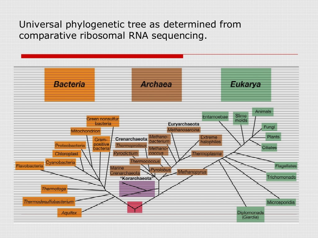 Classification of Enterobacteriaceae family