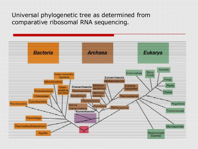 Classification of Enterobacteriaceae family