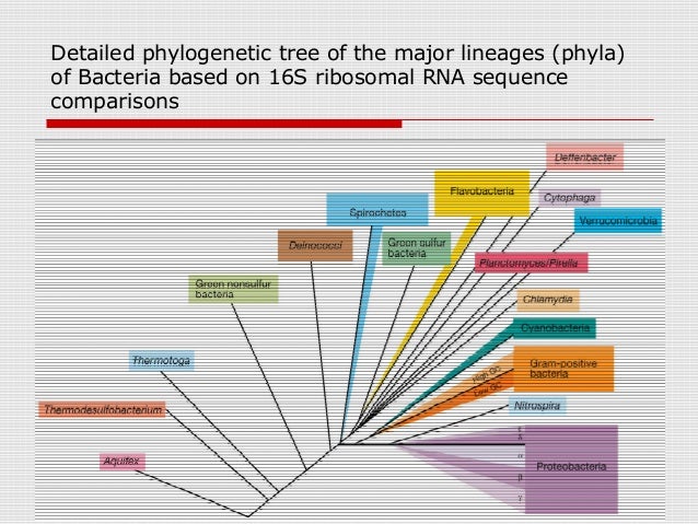 Classification of Enterobacteriaceae family
