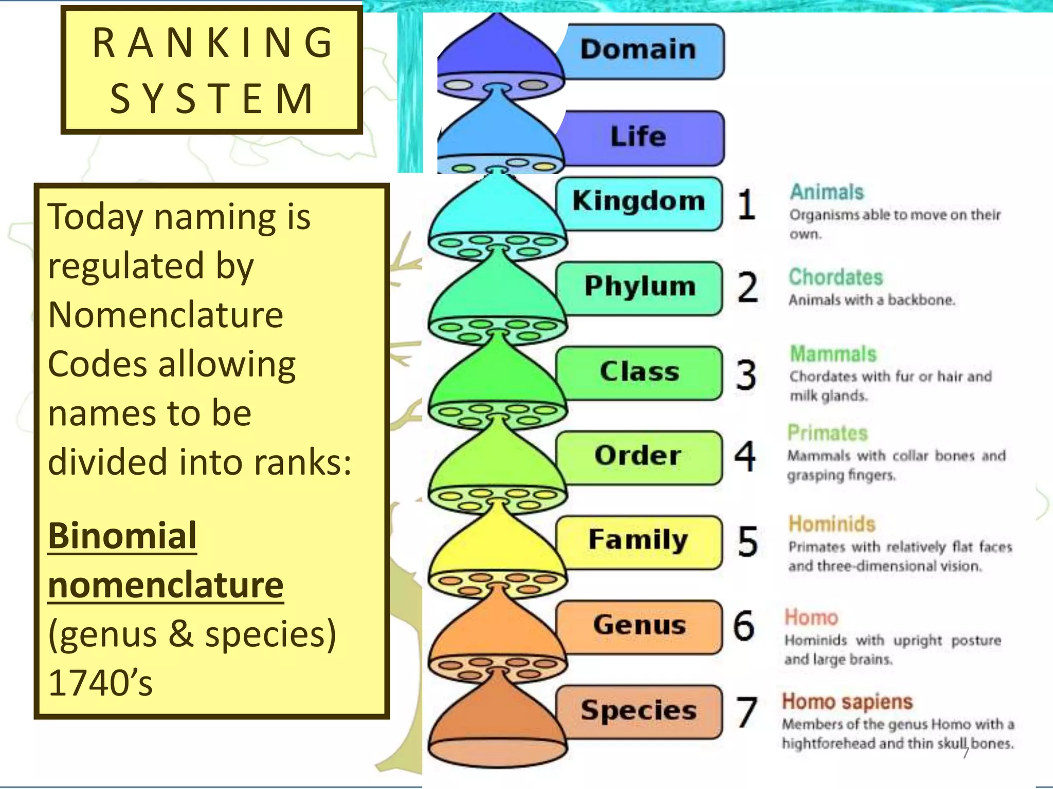 Genetics 1: Classification- Kingdoms & Cladograms | PPTX