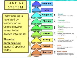 Genetics 1: Classification- Kingdoms & Cladograms | PPT