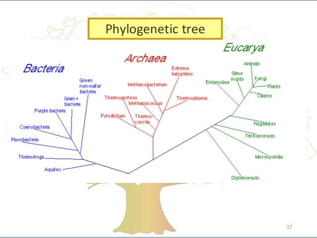 Genetics 1: Classification- Kingdoms & Cladograms