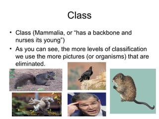 Classification | PPT