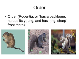 Classification | PPT