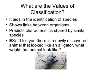Classification | PPT