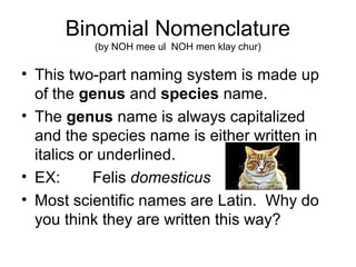 Classification | PPT