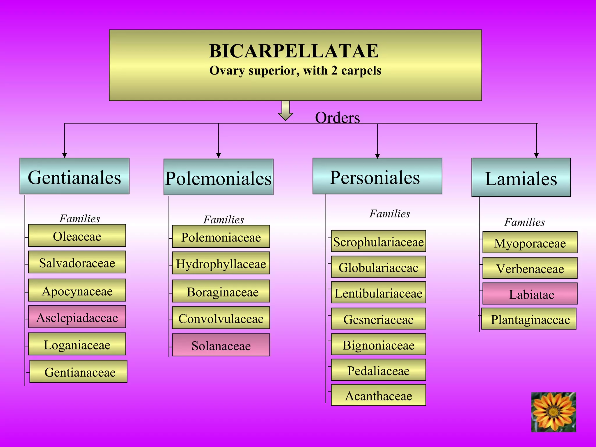 Classification | PPT