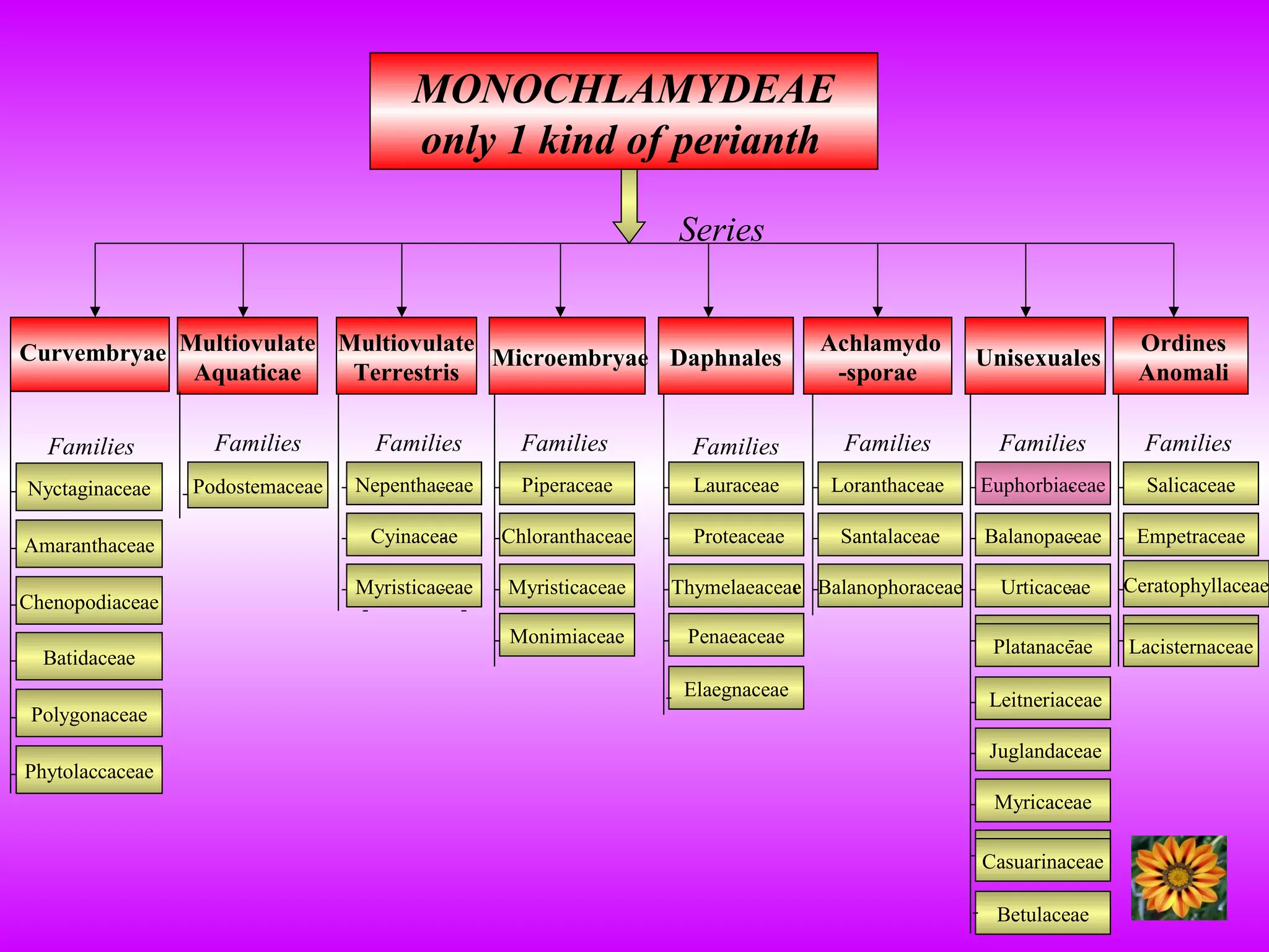 Classification | PPT