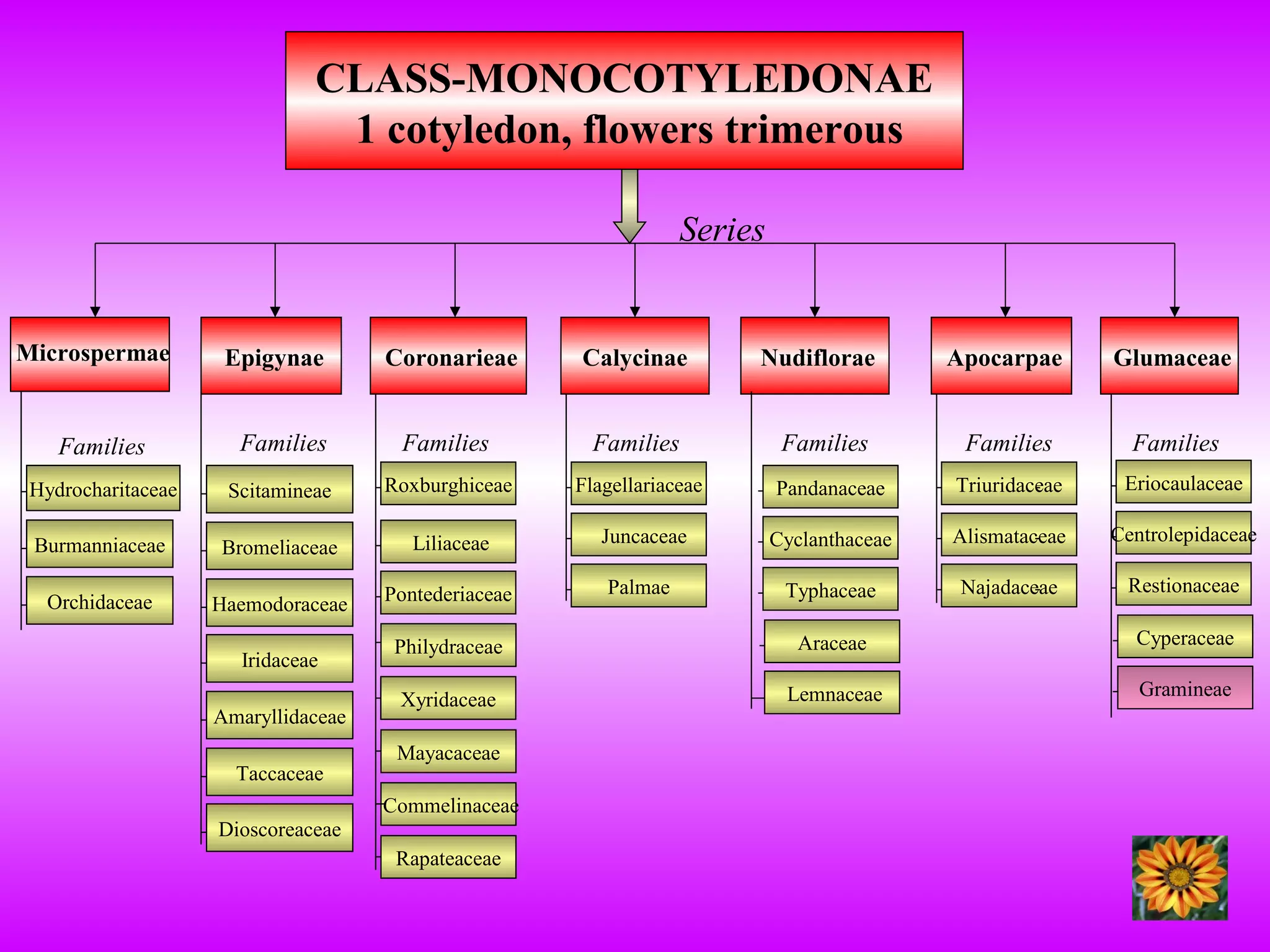 Classification | PPT