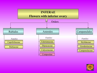 Classification | PPT
