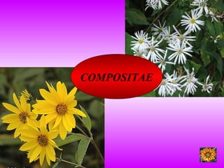 Classification | PPT