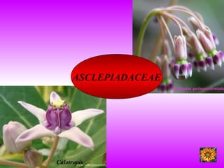 Classification | PPT