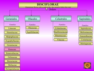 Classification | PPT