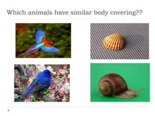 Classification | PPT