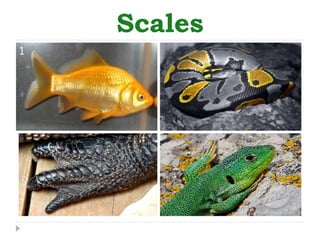 Classification | PPT