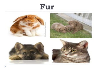 Classification | PPT