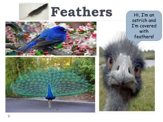 Classification | PPT