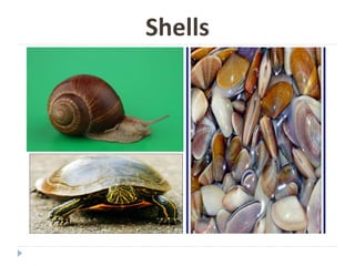 Classification | PPT