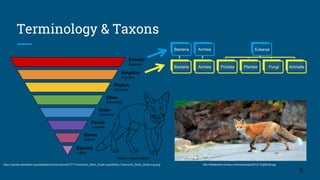 Classification | PPT