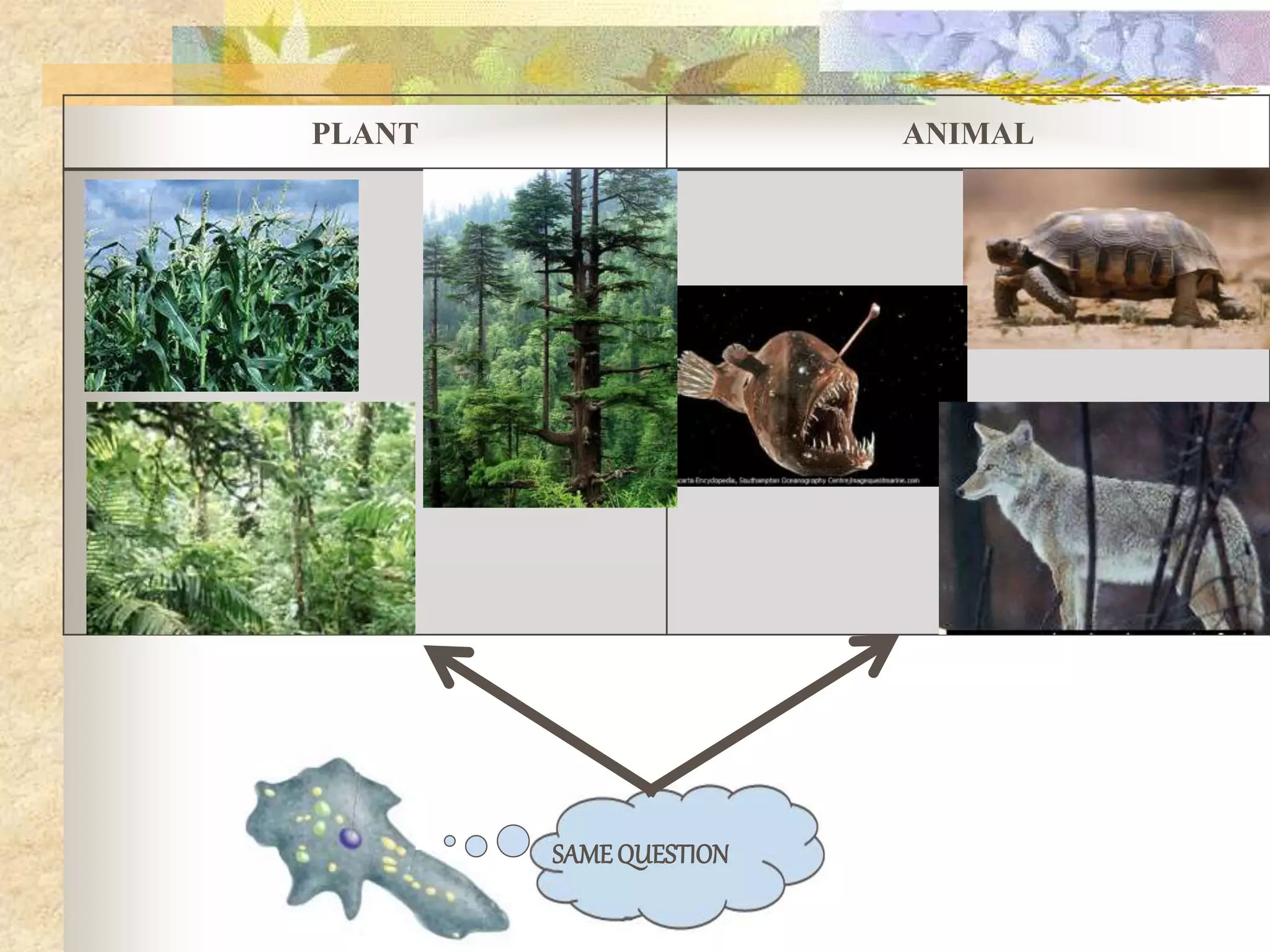 Classification of organisms | PPTX