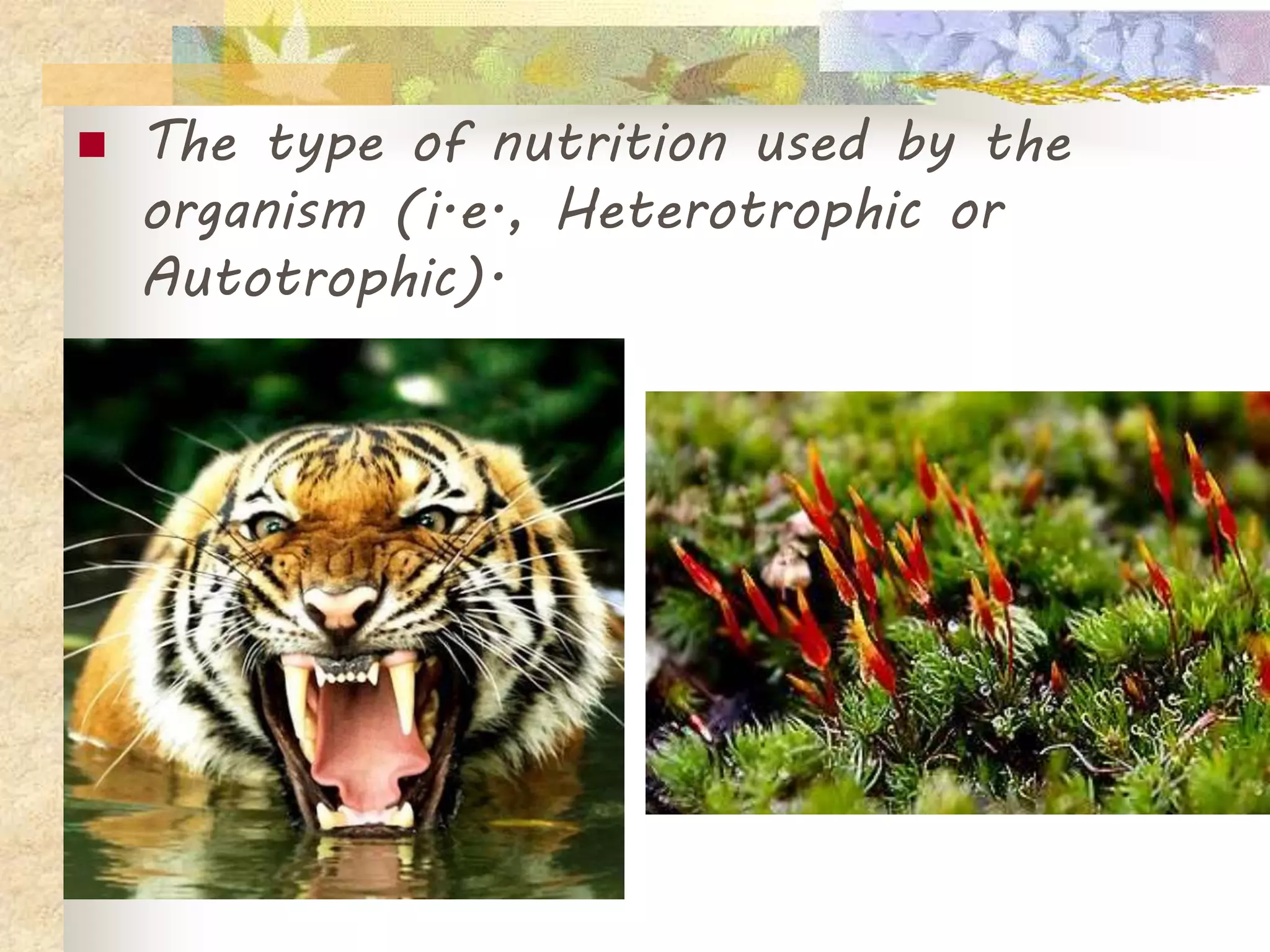 Classification of organisms | PPTX
