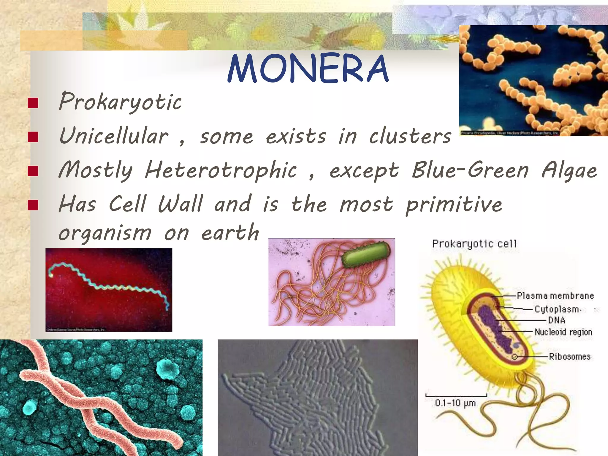 Classification of organisms | PPTX