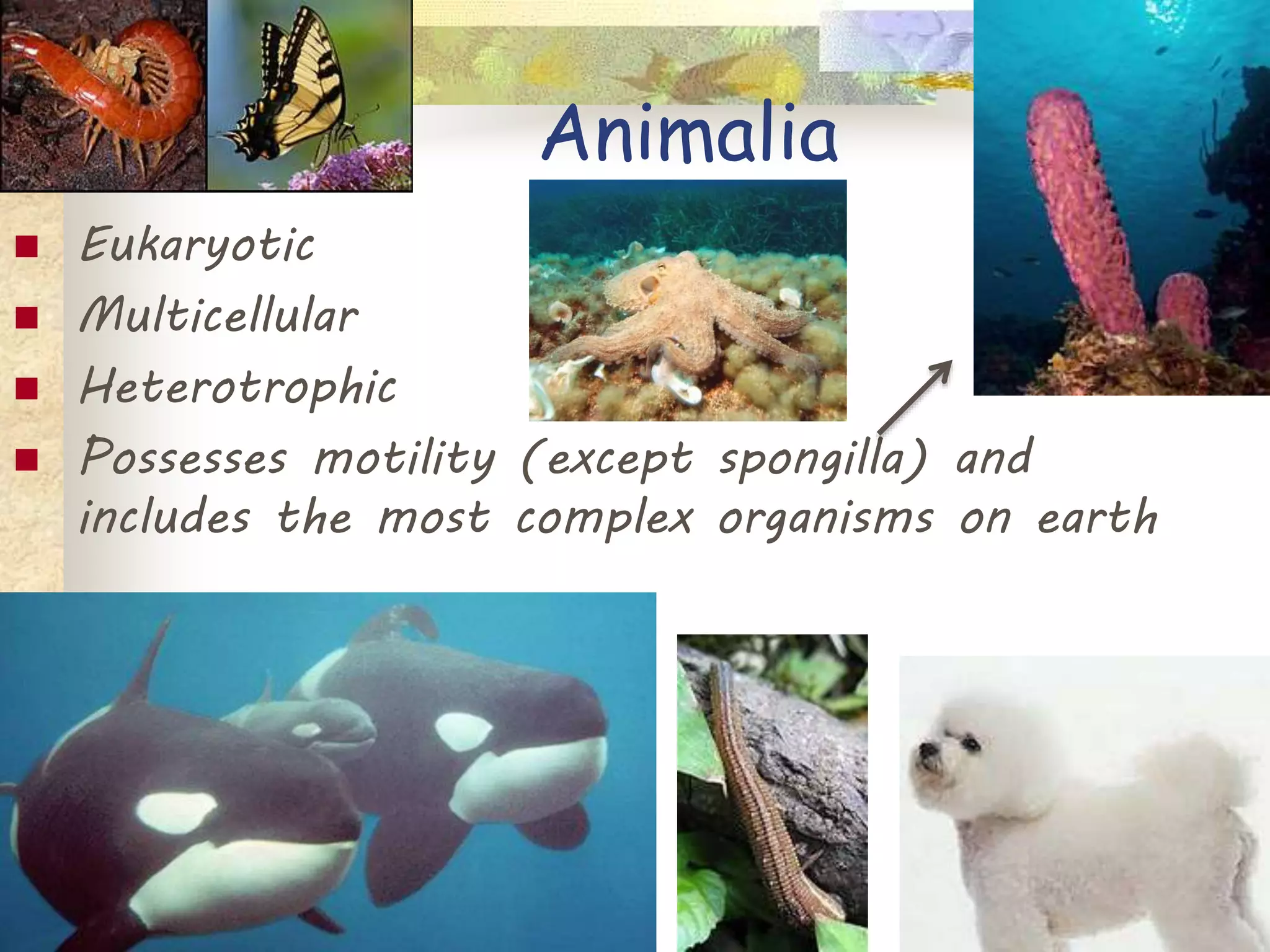 Classification of organisms | PPTX