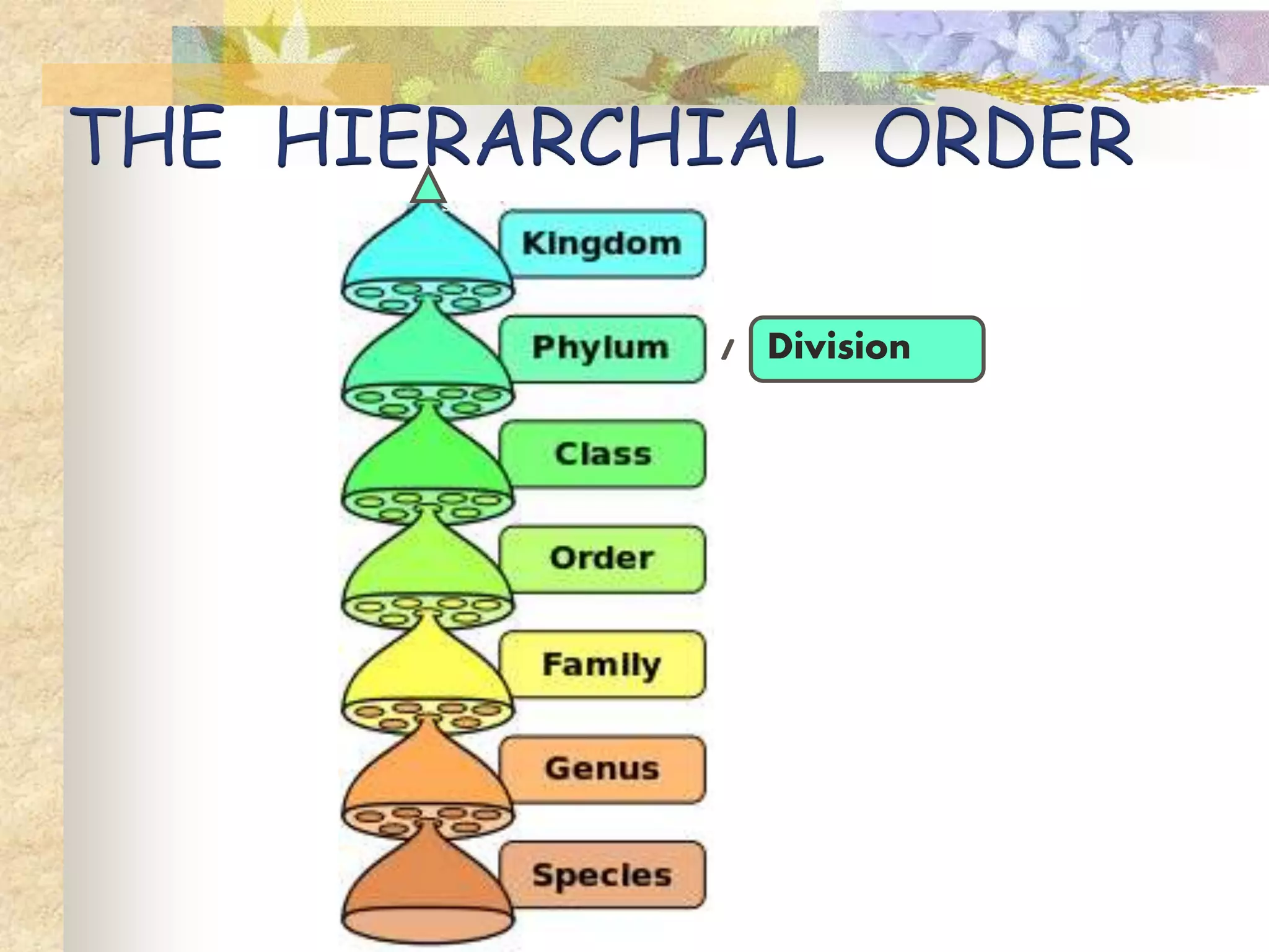 Classification of organisms | PPTX
