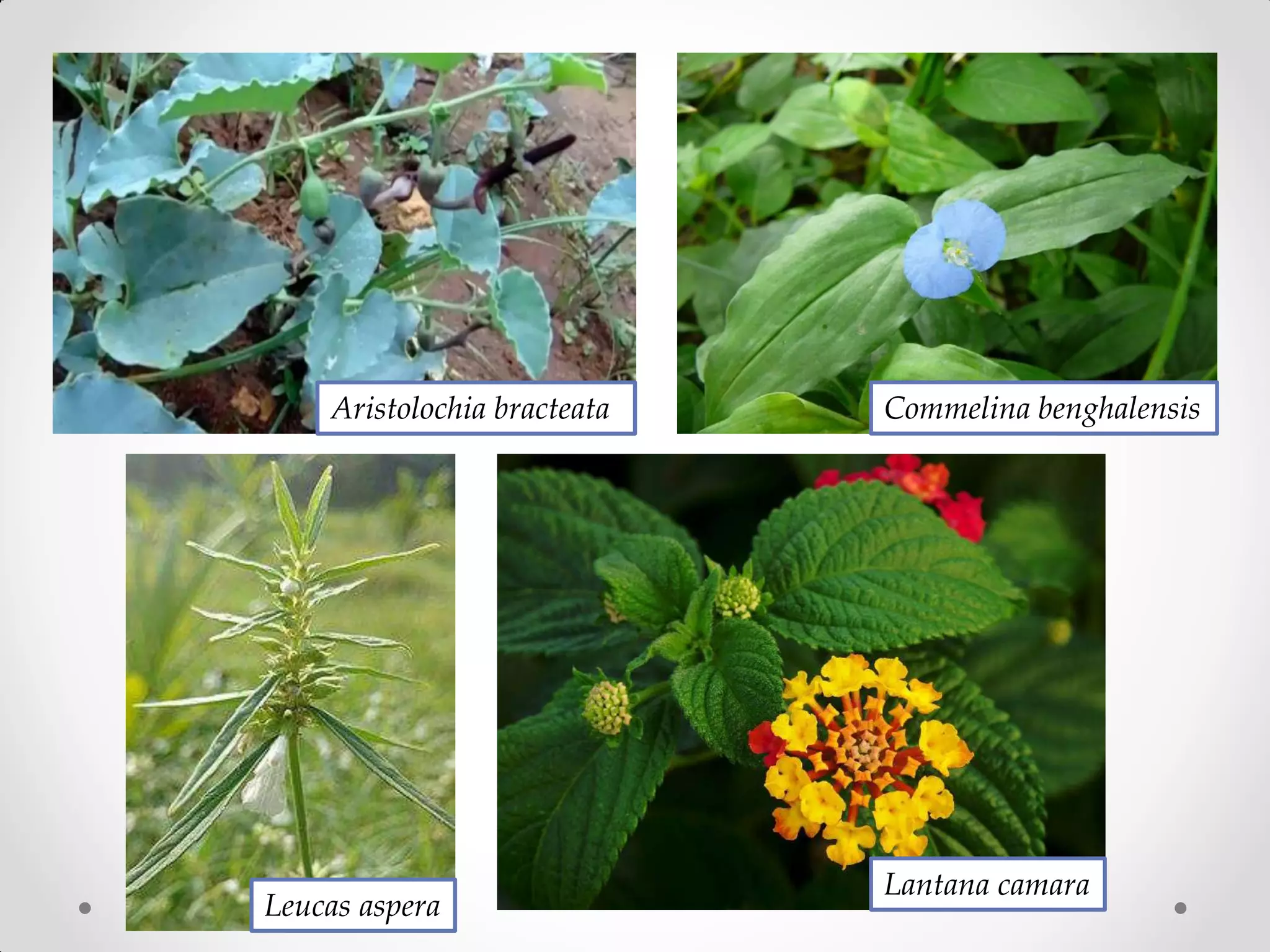 Classification of Weeds | PDF