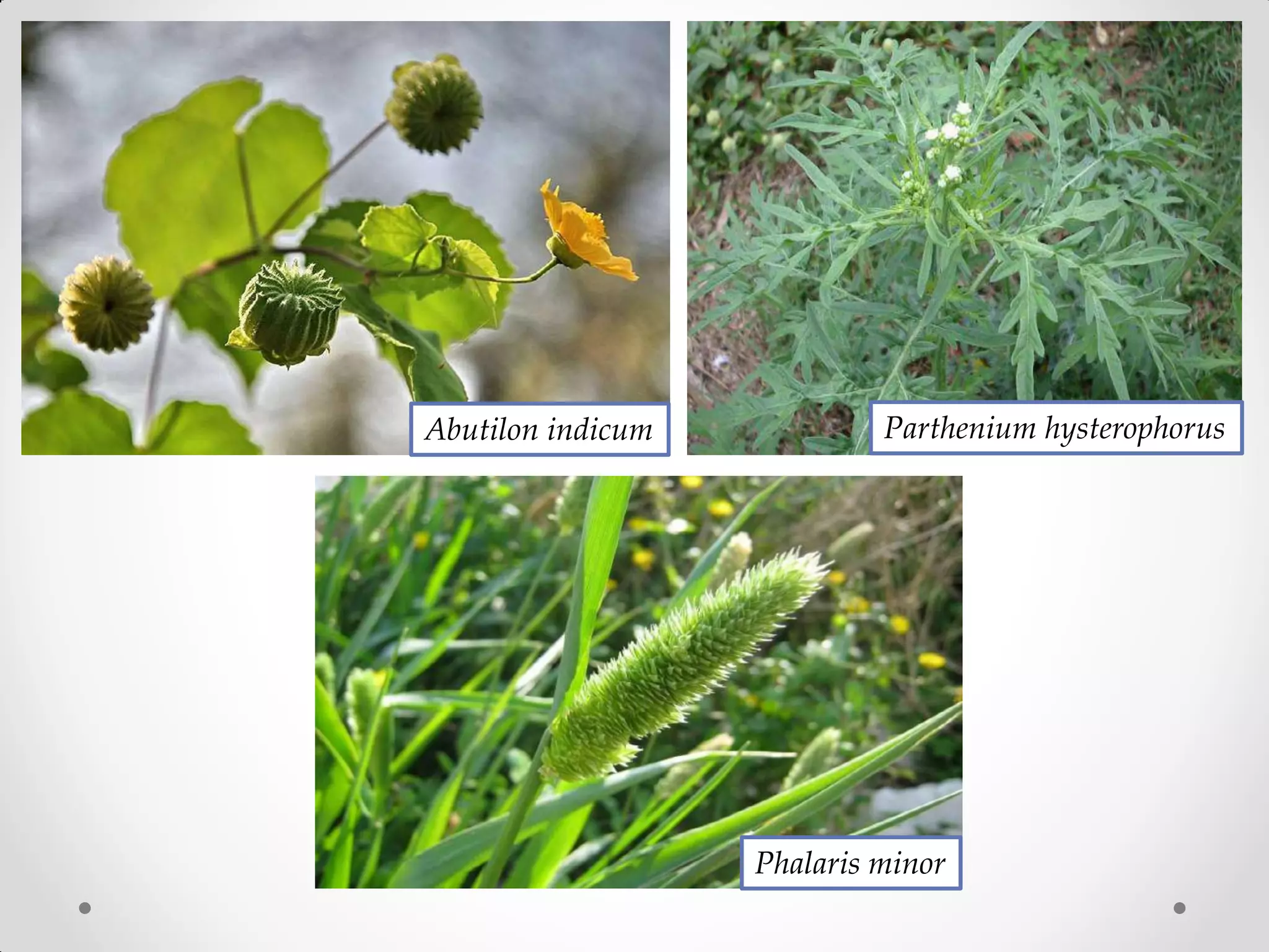 Classification of Weeds | PDF