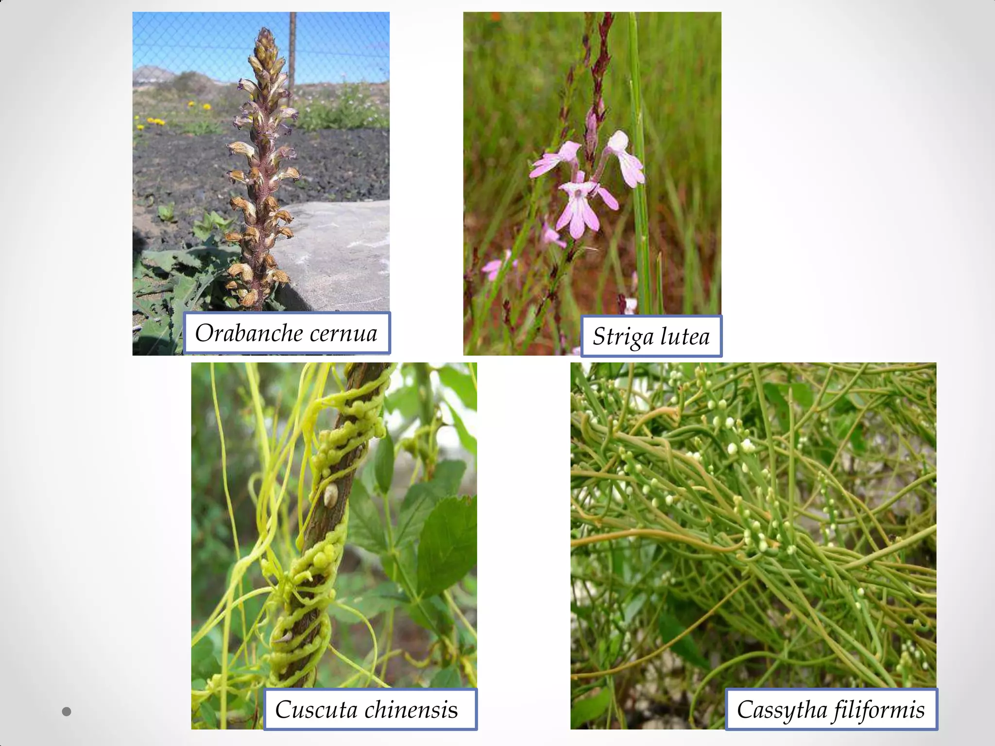 Classification of Weeds | PDF