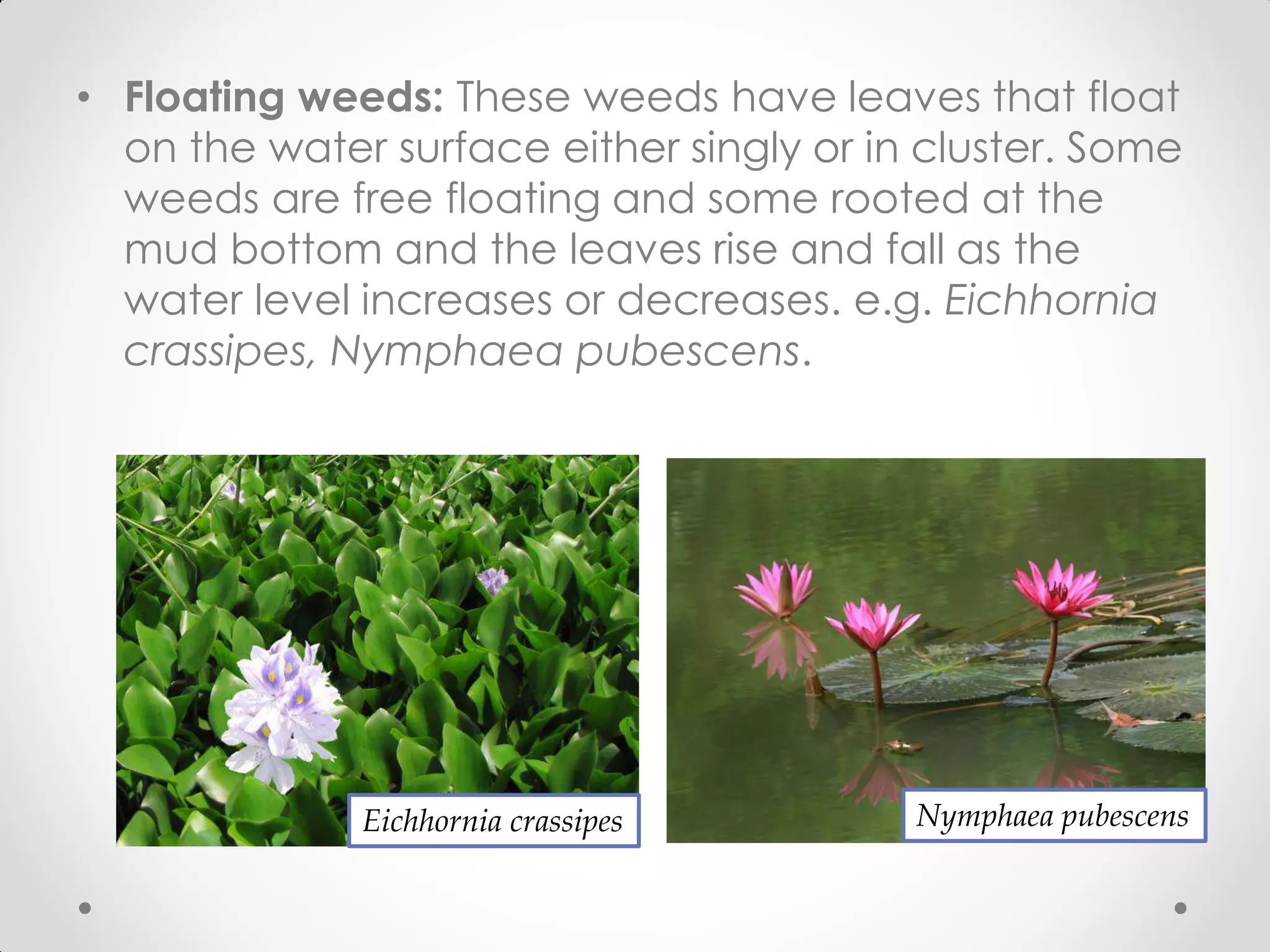 Classification of Weeds | PDF