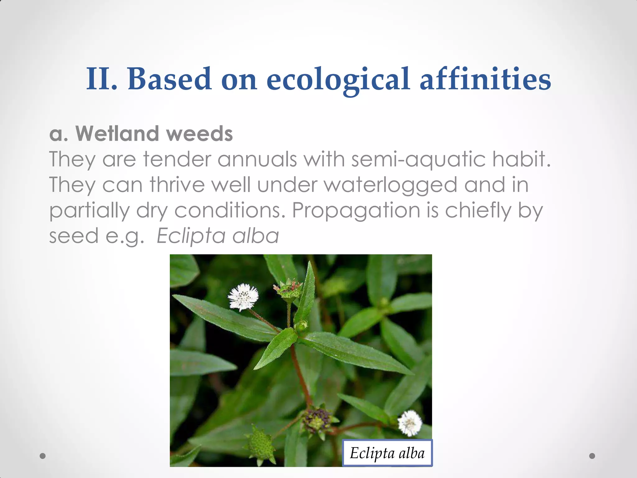 Classification of Weeds | PDF