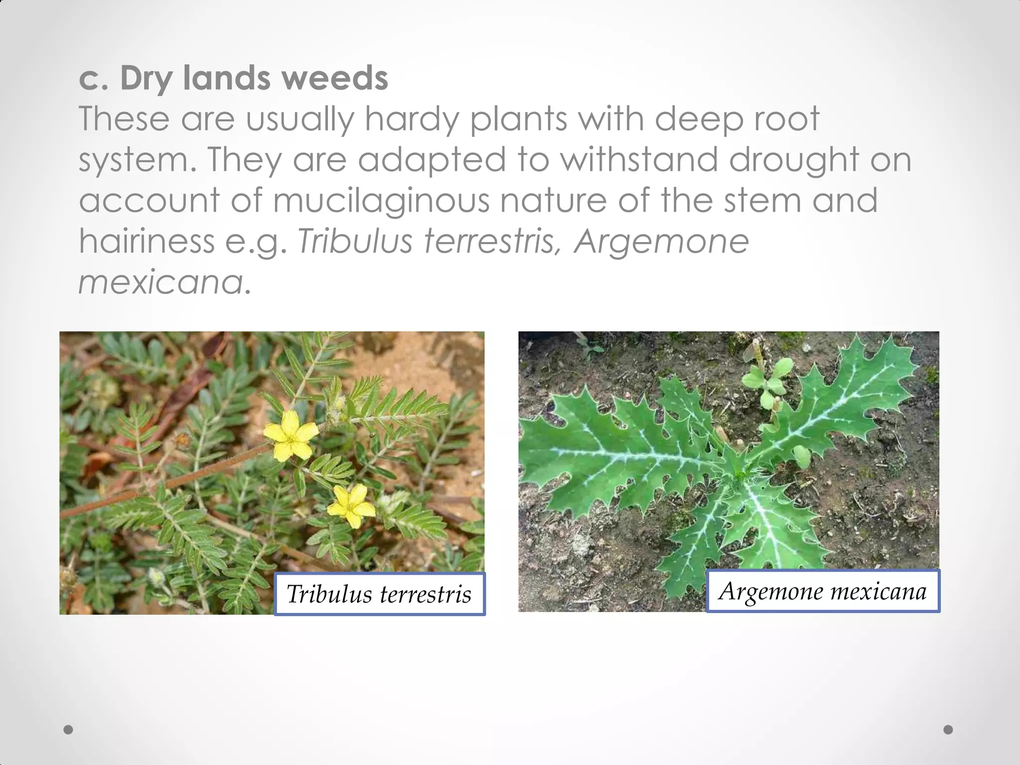 Classification of Weeds | PDF