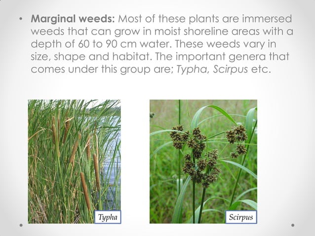 Classification of Weeds